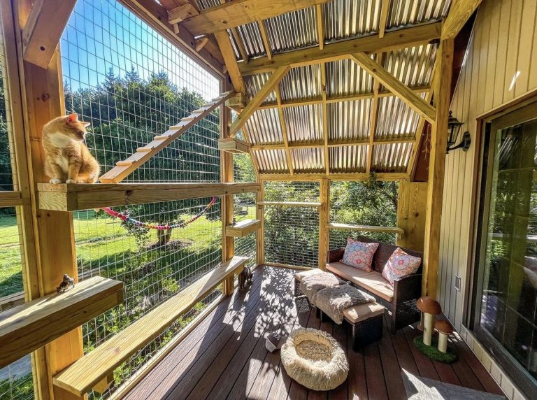 Understanding FIV in Cats: What It Is, How It's Spread, and How to ...