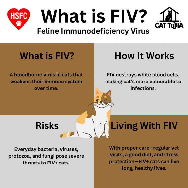 Understanding FIV in Cats: What It Is, How It's Spread, and How to ...