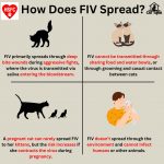 Understanding FIV in Cats: What It Is, How It's Spread, and How to ...