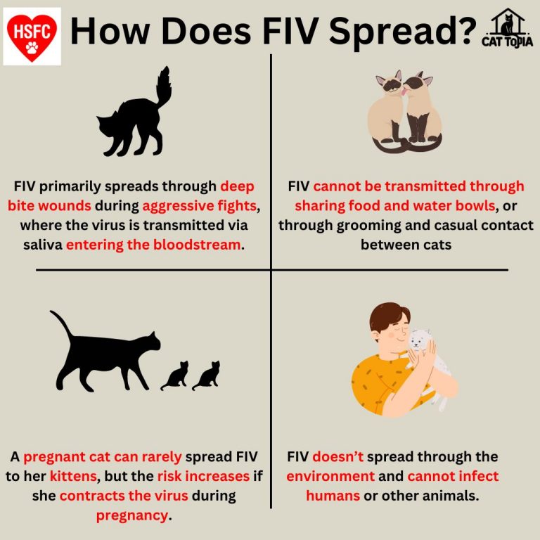 Understanding FIV in Cats: What It Is, How It's Spread, and How to ...