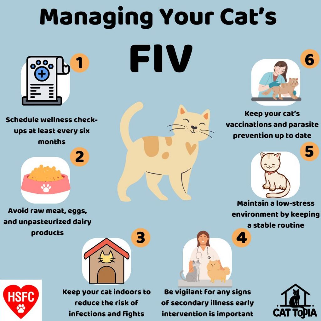 Understanding FIV in Cats: What It Is, How It's Spread, and How to ...
