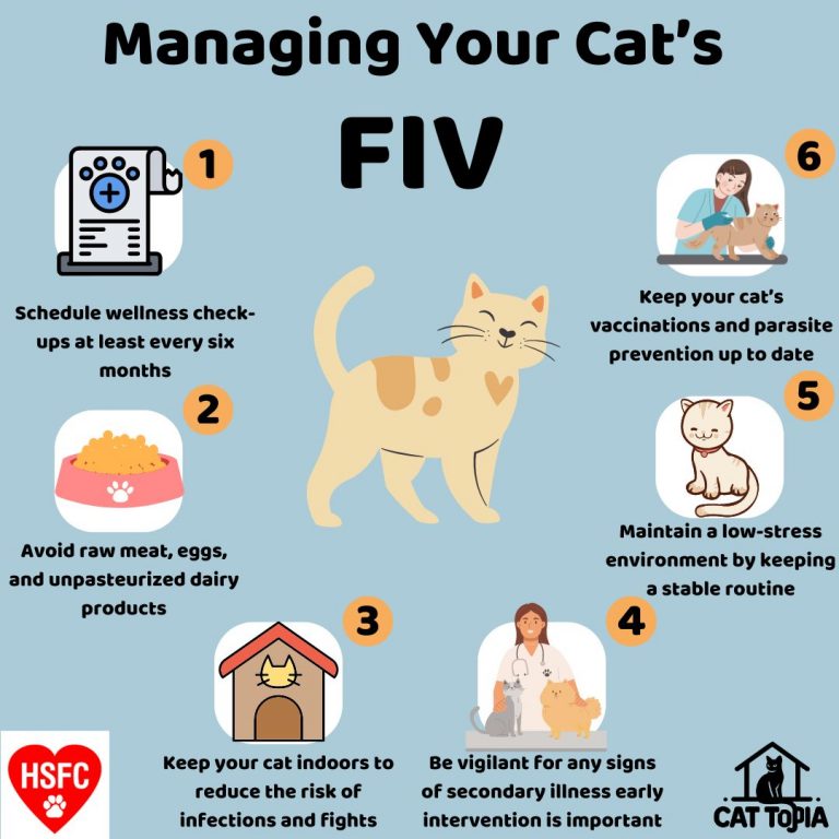 Understanding FIV in Cats: What It Is, How It's Spread, and How to ...