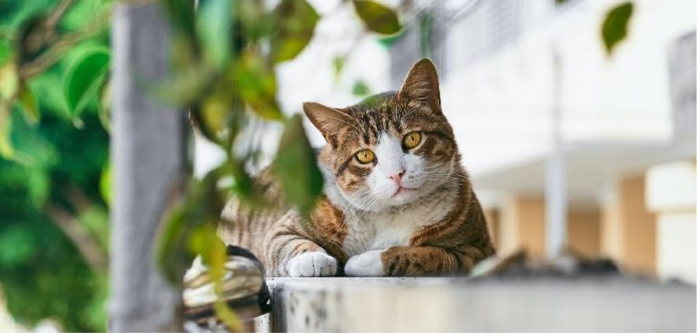 Community Cats Program - Humane Society of Forsyth County